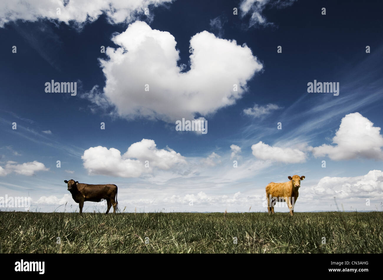 Two cows in field Stock Photo - Alamy