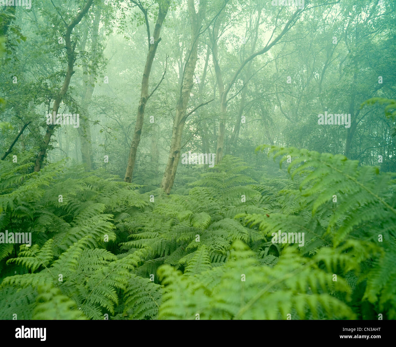 Species of ferns hi-res stock photography and images - Alamy