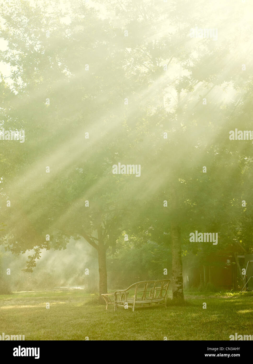 Trees hi-res stock photography and images - Alamy