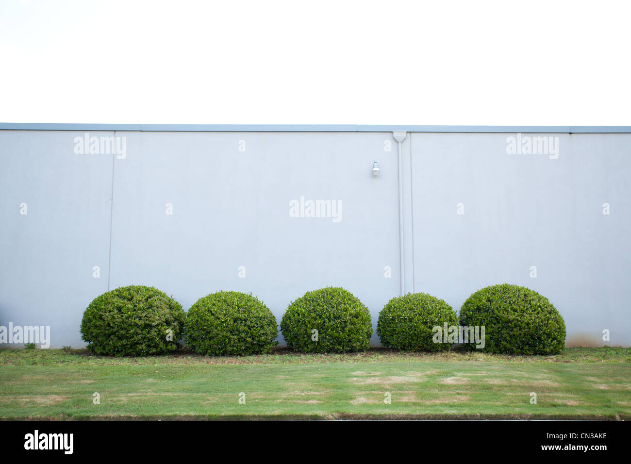 Round bushes by wall Stock Photo - Alamy