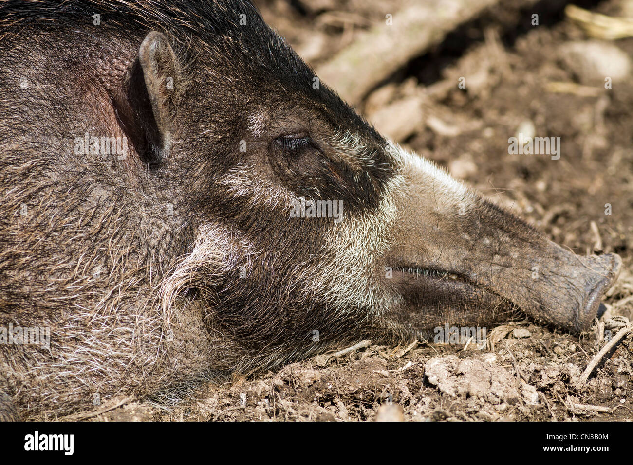 Warty pig in newquay zoo Stock Photo - Alamy