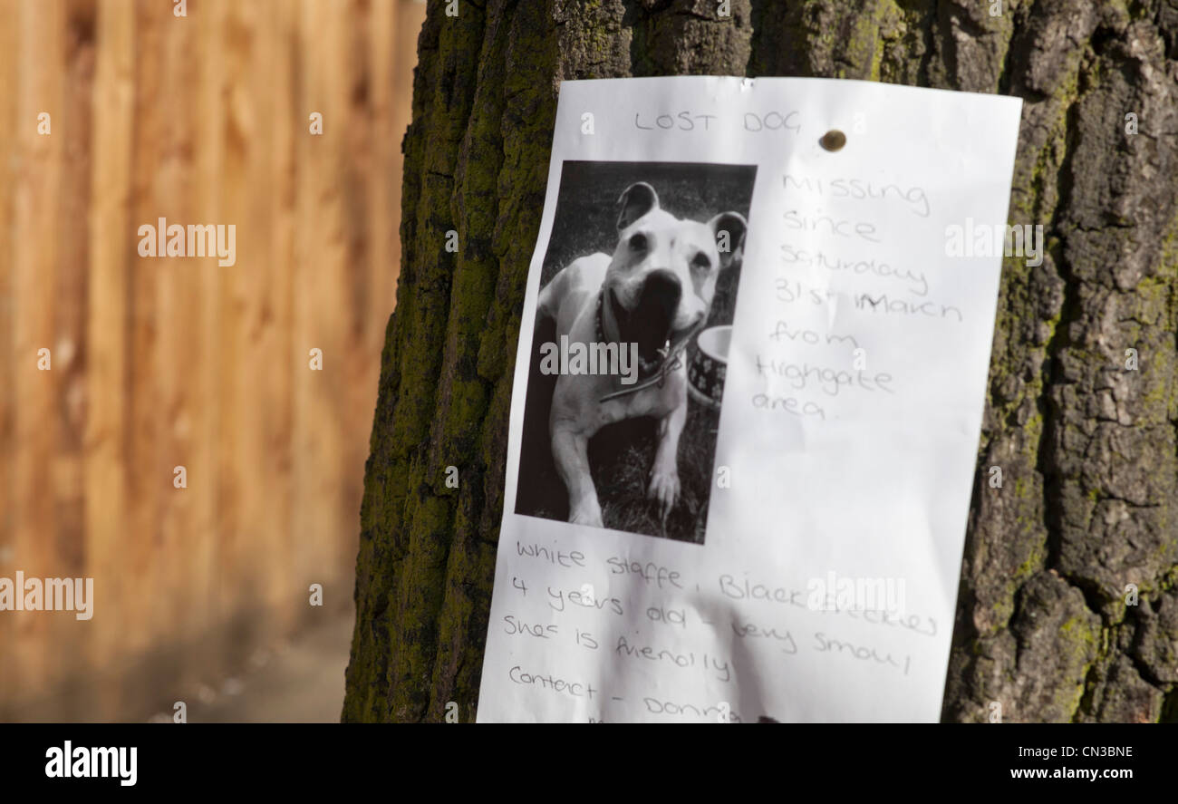 Lost dog hi-res stock photography and images - Alamy