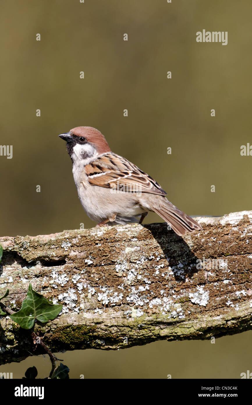Single tree sparrow bird hi-res stock photography and images - Alamy