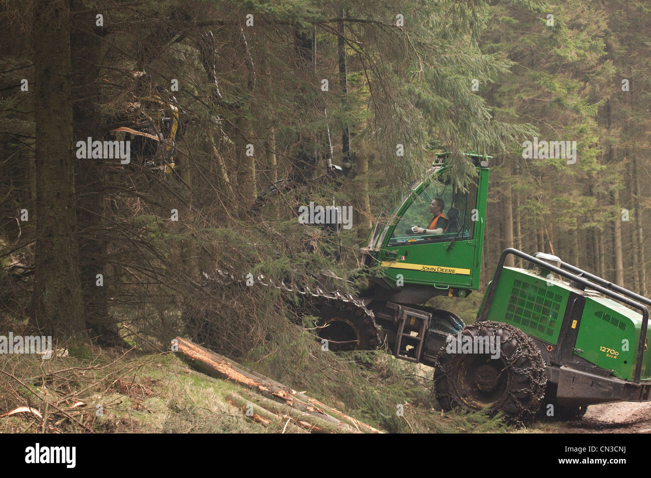 Forestry cutting trees in the a forest with a John Deere harvester near ...