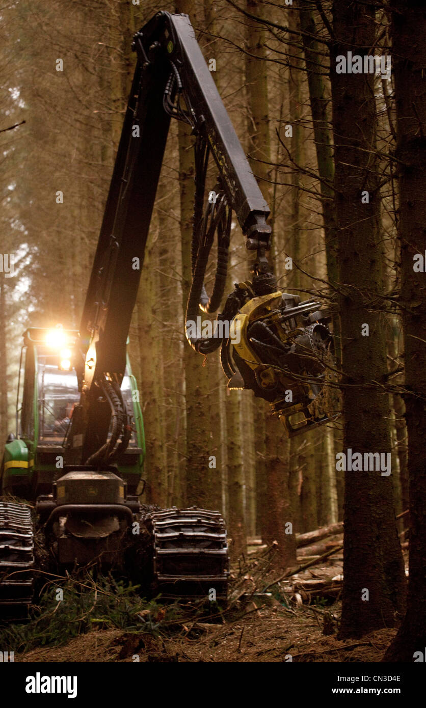 Forestry cutting trees in the a forest with a John Deere harvester near ...