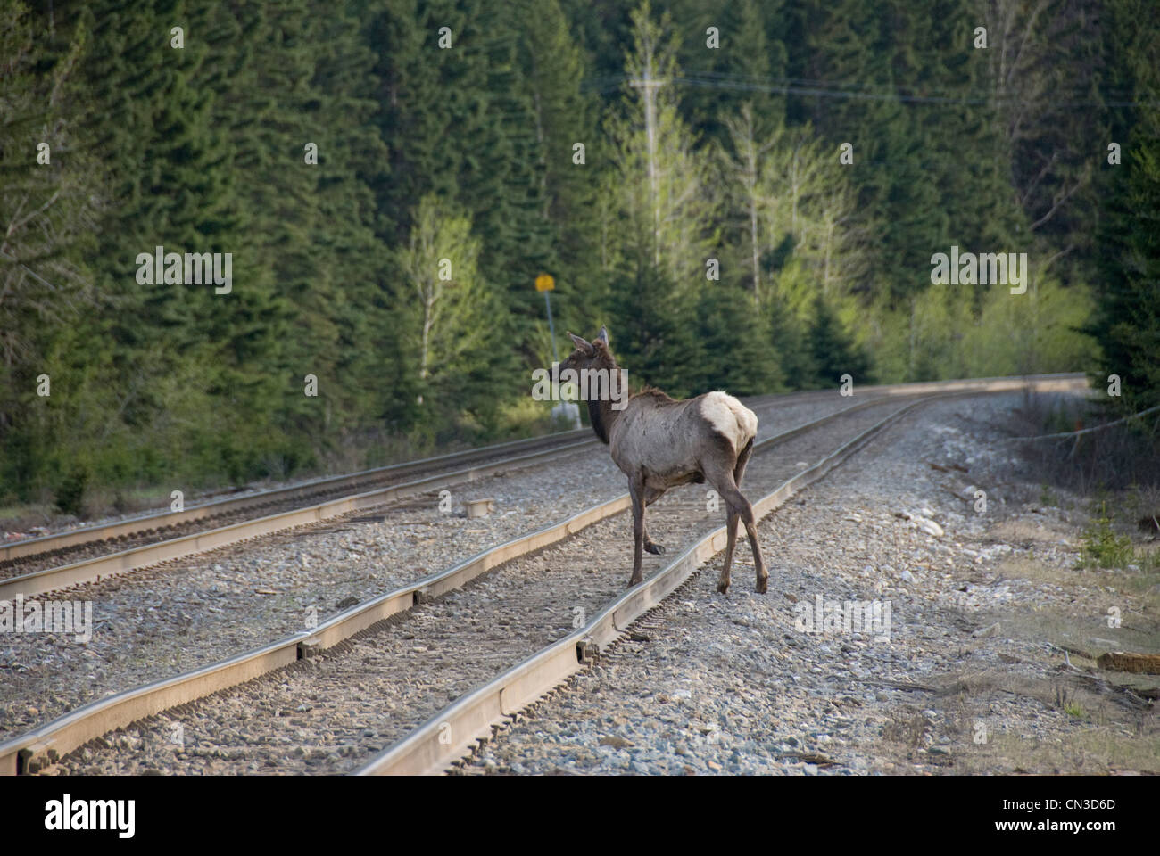 deer on railway track, Banff, Alberta, Canada Stock Photo - Alamy