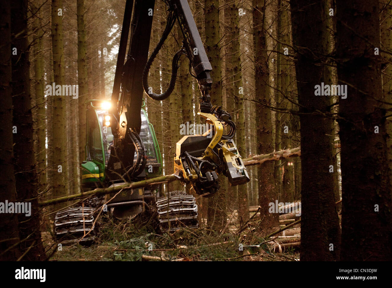 Forestry cutting trees in the a forest with a John Deere harvester near ...