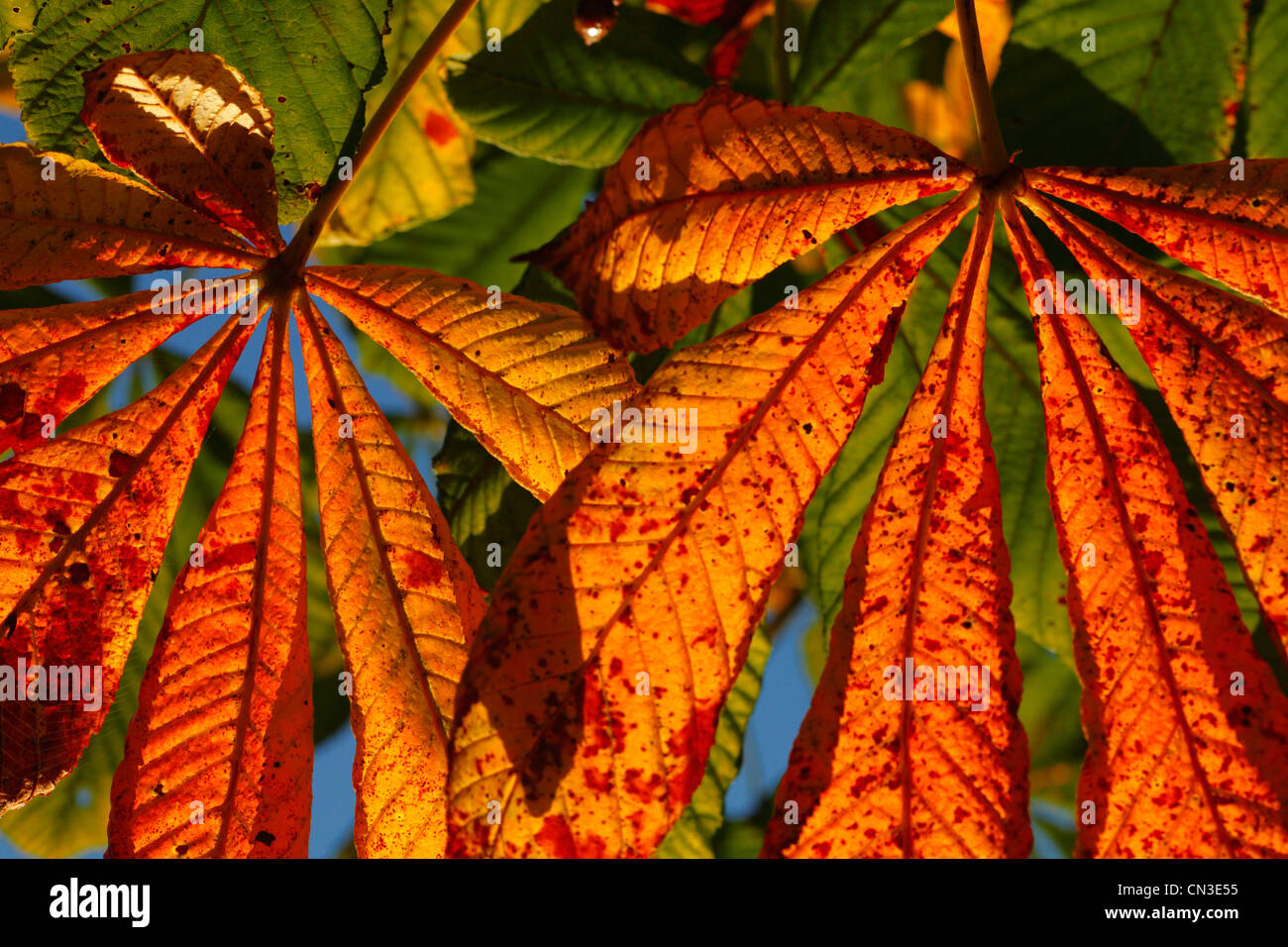 Horse chestnut tree autumn leaves hi-res stock photography and images ...