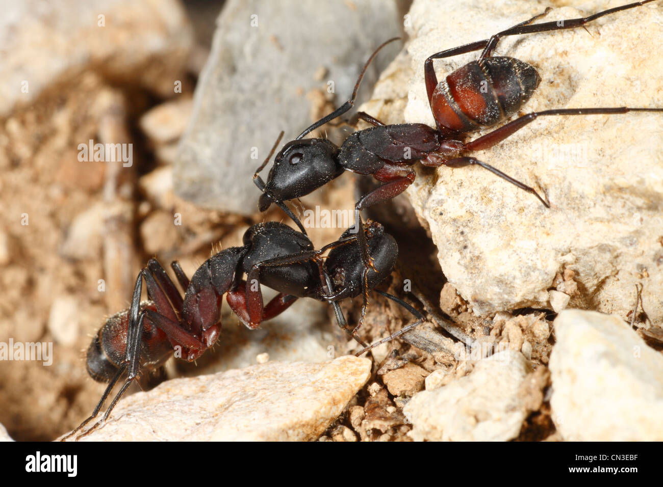 Insect fighting hi-res stock photography and images - Alamy
