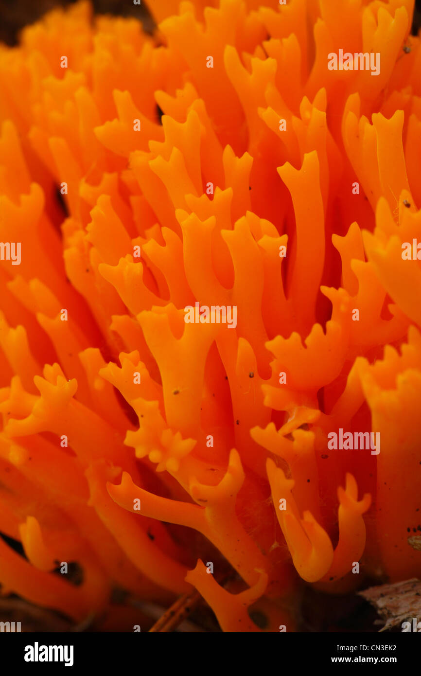 Calocera viscosa hi-res stock photography and images - Alamy