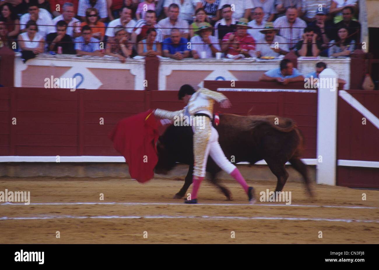 Bull under hi-res stock photography and images - Alamy