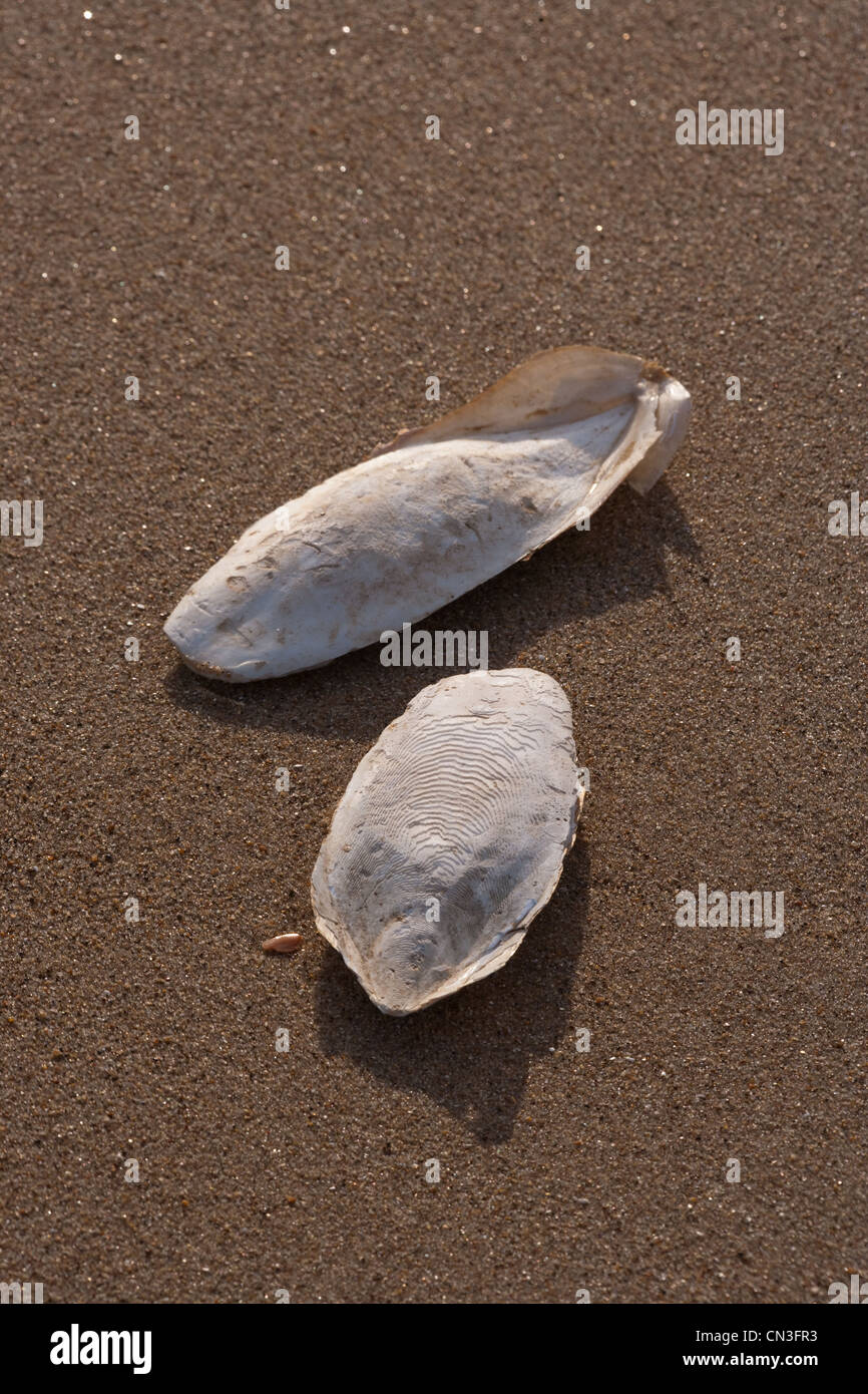Cuttlefish bone sepia officinalis hi-res stock photography and images ...