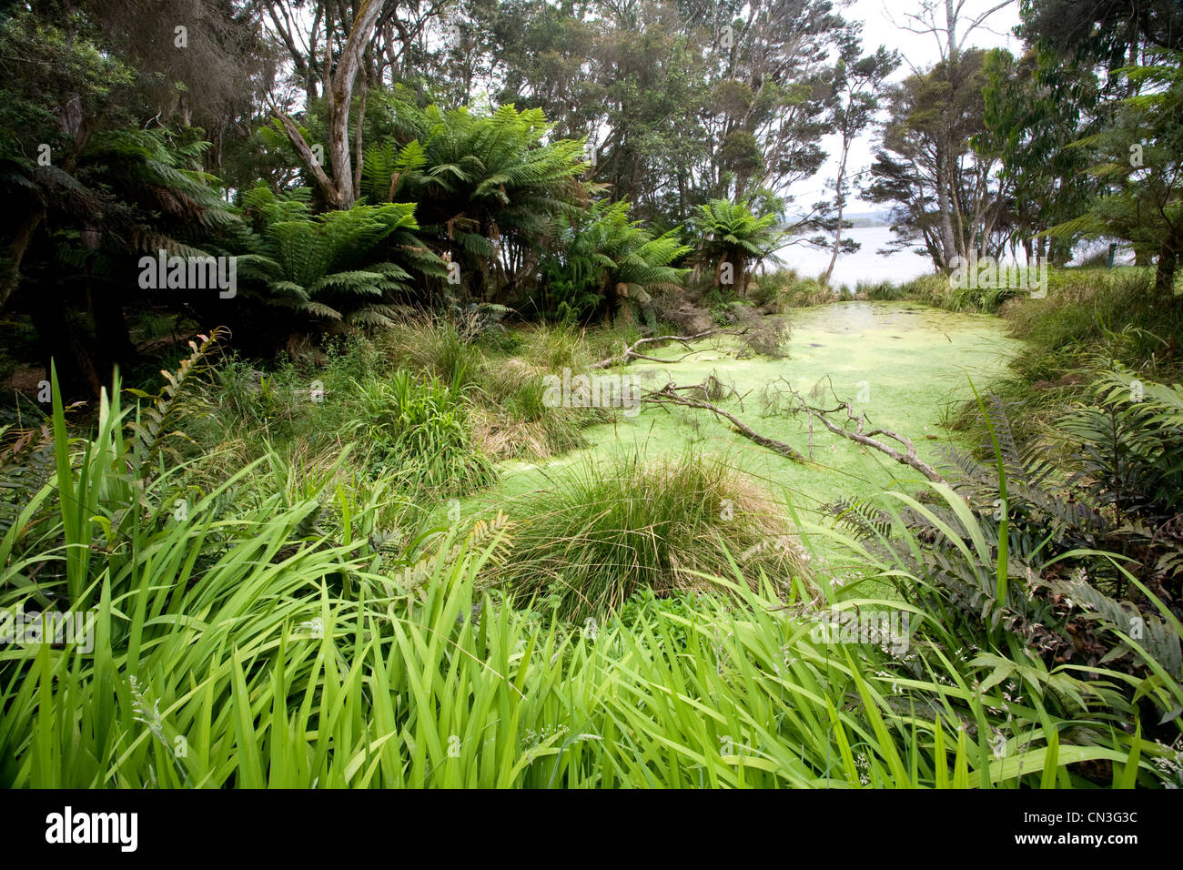 Swamp australia hi-res stock photography and images - Alamy