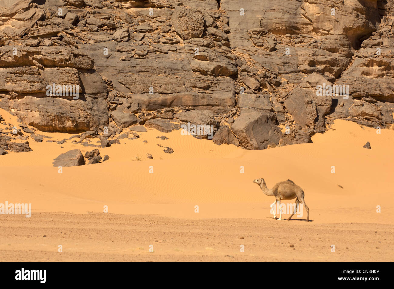 Libya, Fezzan, Sahara desert, Akakus, Wadi Teshuinat, camels Stock ...
