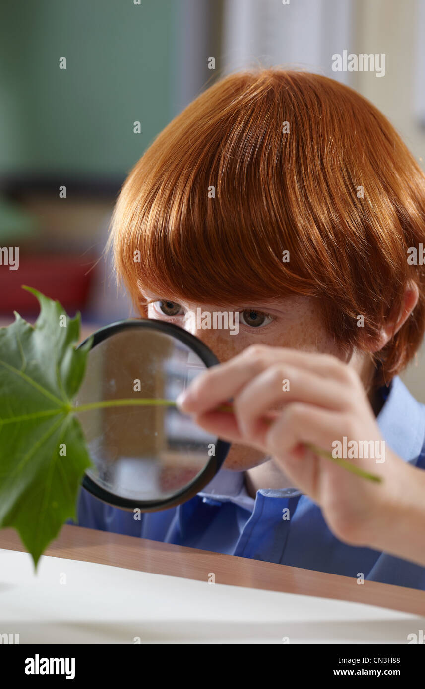 School boy studying a leaf with a magnifying glass in a classroom Stock ...