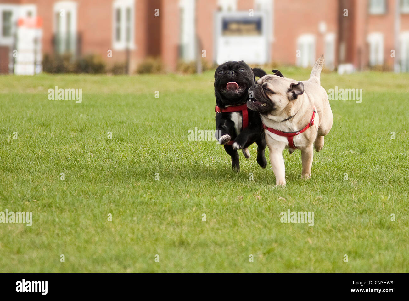 Can Pugs Run