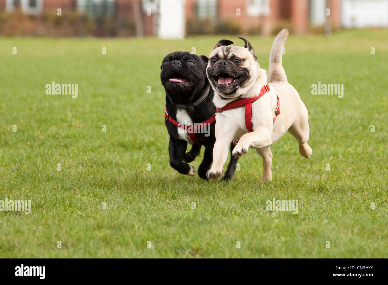 Two pugs hi-res stock photography and images - Alamy