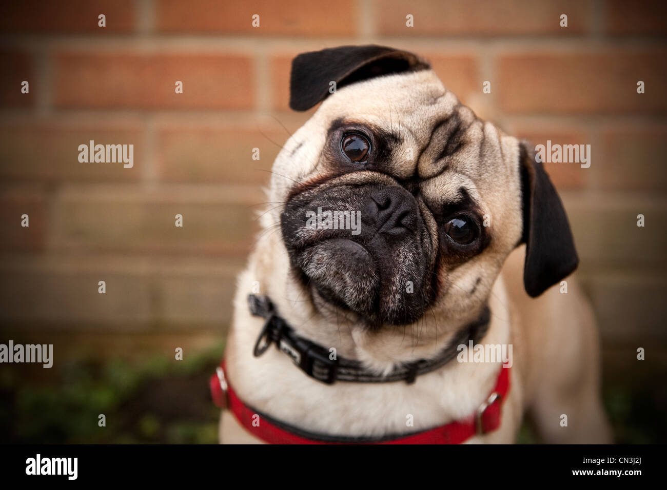 Fawn pug hi-res stock photography and images - Alamy