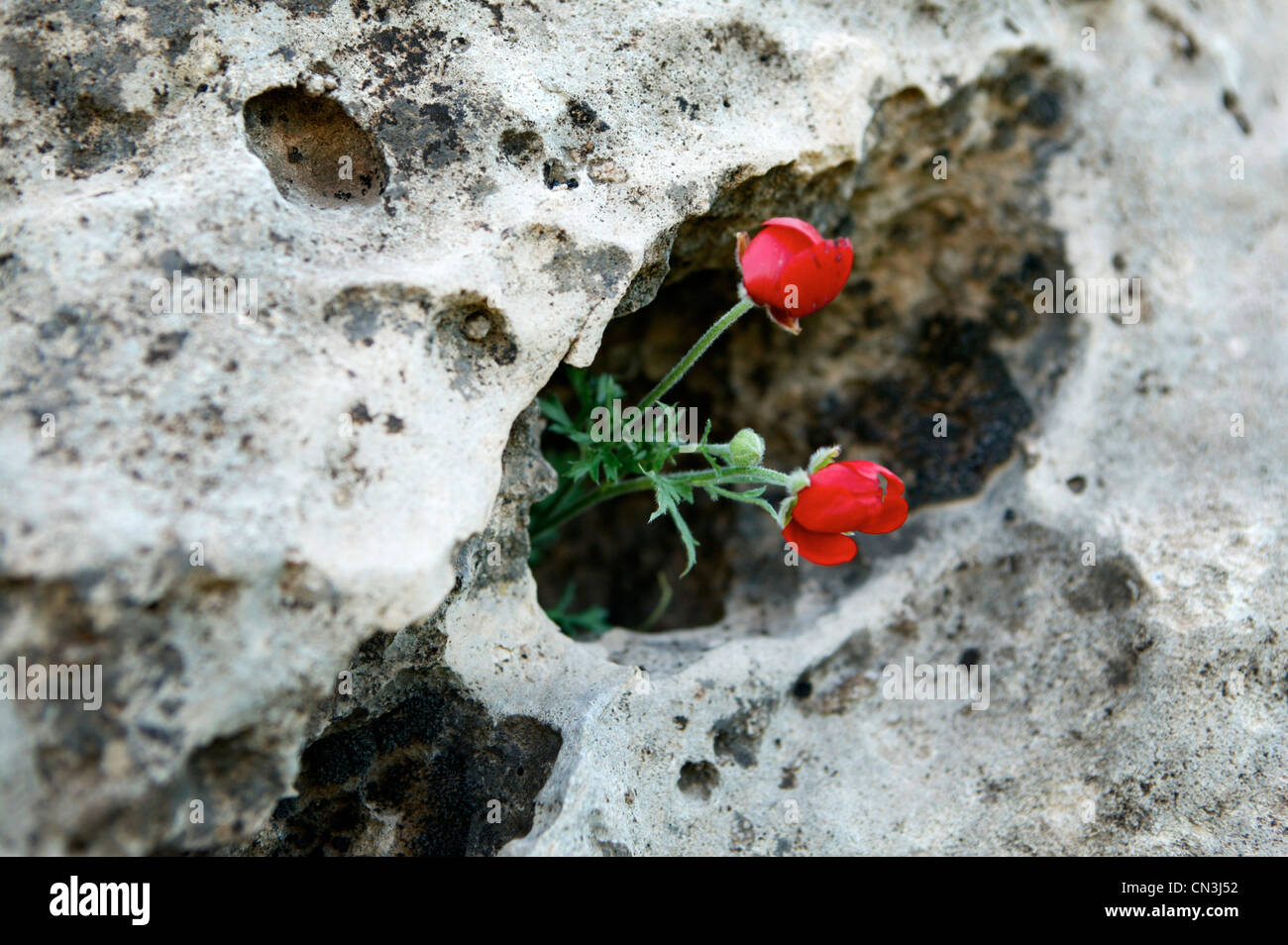 flower growing in a volcanic mountain Stock Photo - Alamy