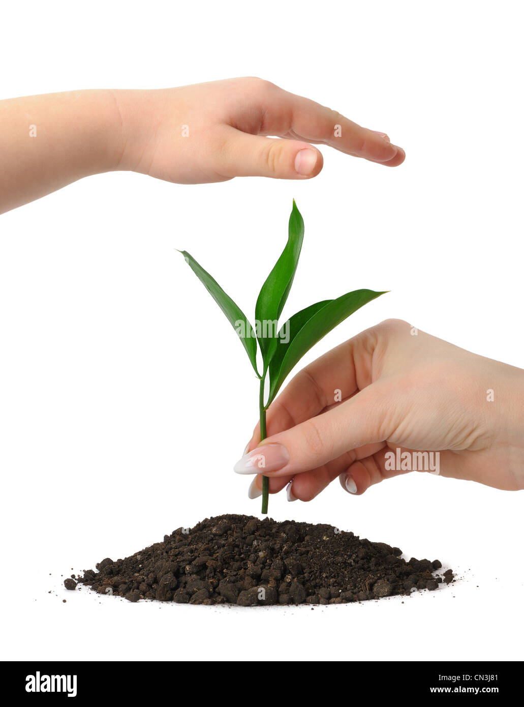 Hand putting a plant in heap earth and a children's hand covering ...