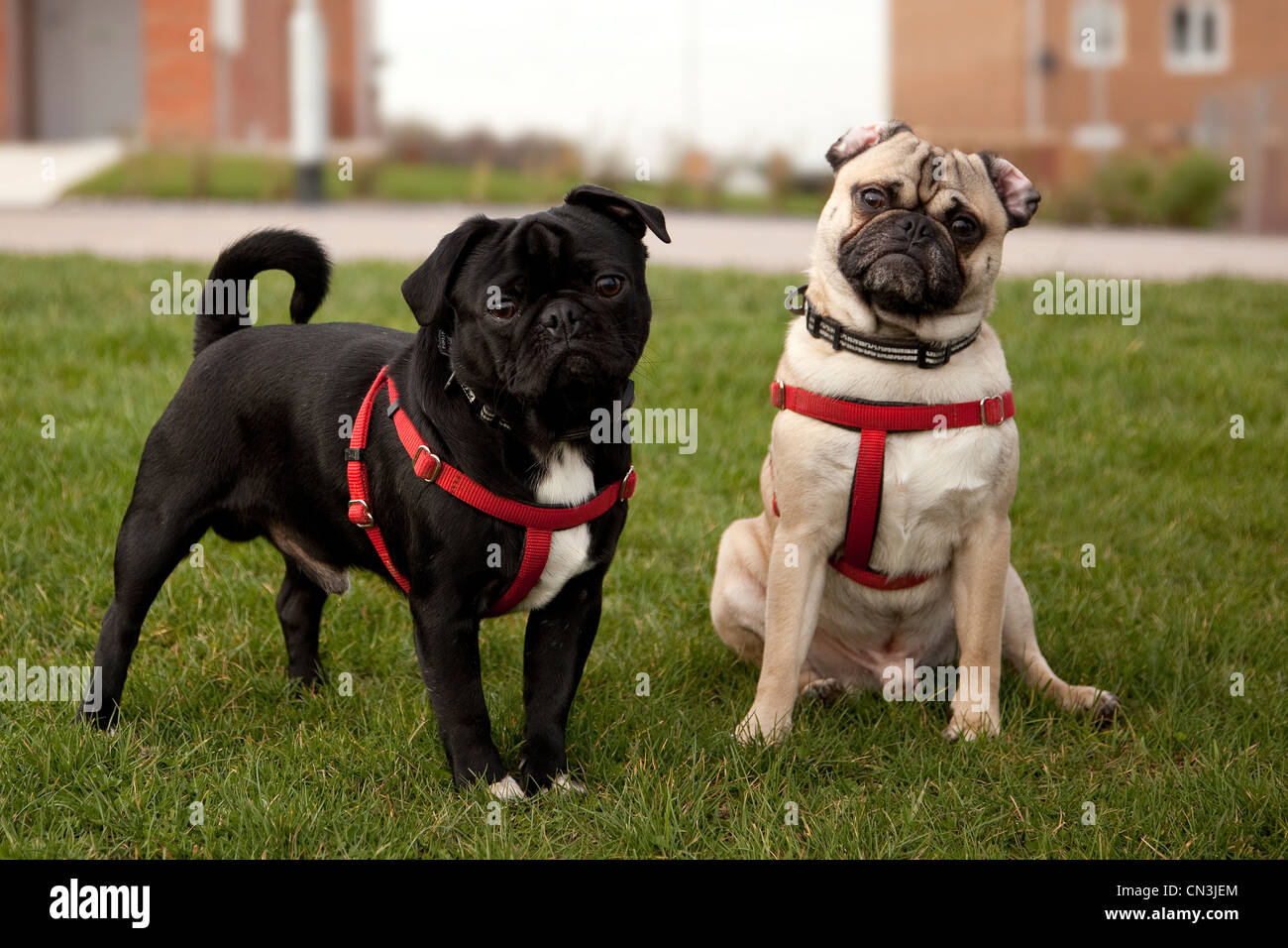 Pugs High Resolution Stock Photography and Images - Alamy