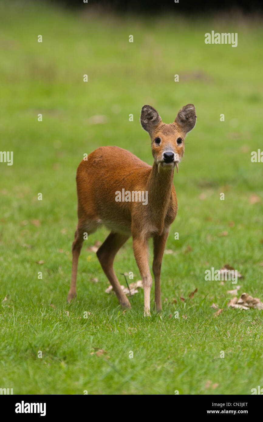Male Chinese Water Deer