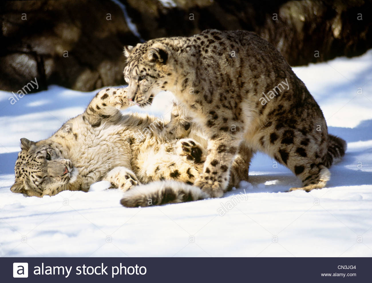 Leopards Stock Photos & Leopards Stock Images - Alamy