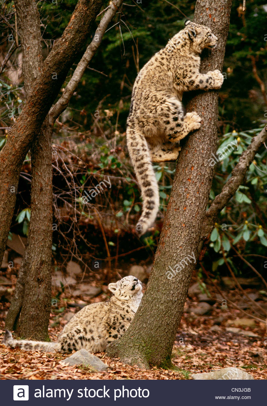Leopard Plant Stock Photos & Leopard Plant Stock Images - Alamy
