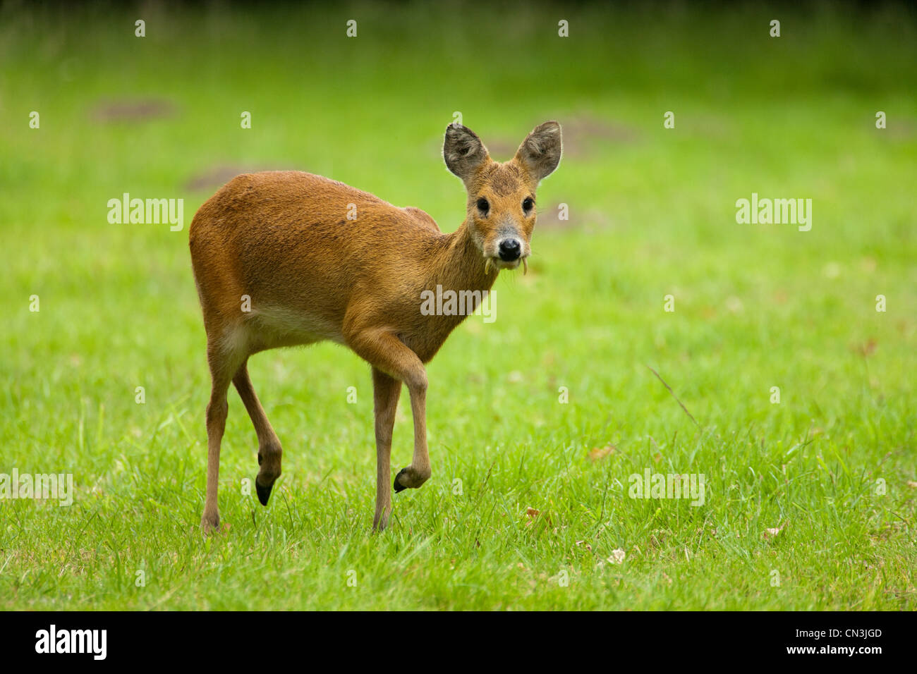 Male Chinese Water Deer