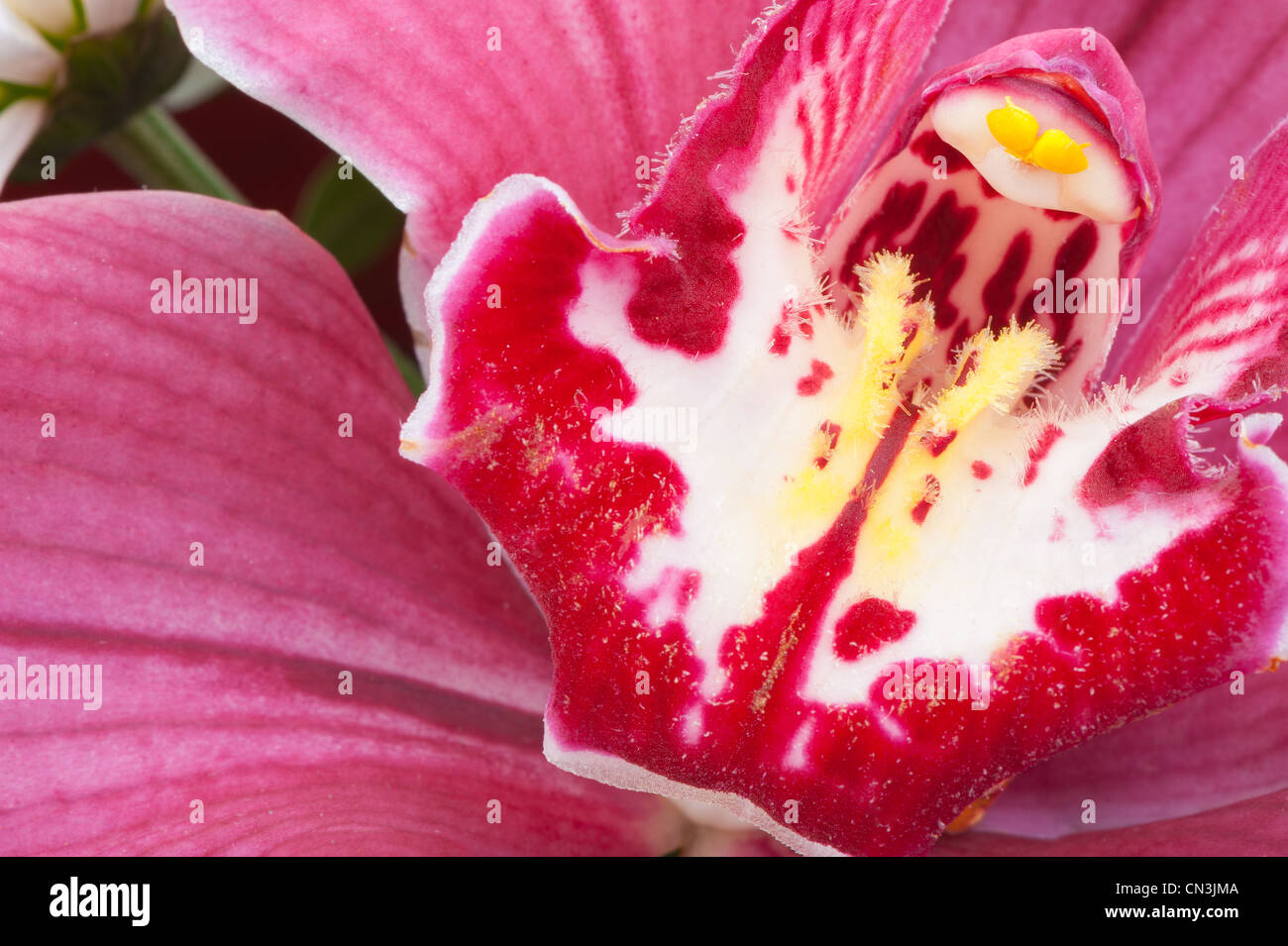 Highly detailed flower photo hi-res stock photography and images - Alamy