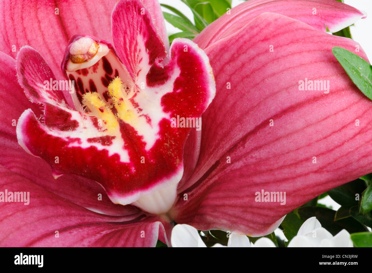 Close up photo of orchid hi-res stock photography and images - Alamy