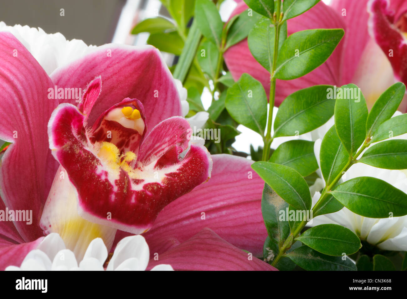 Highly detailed flower photo hi-res stock photography and images - Alamy