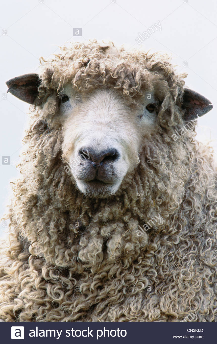 Curly Sheep Stock Photos & Curly Sheep Stock Images - Alamy
