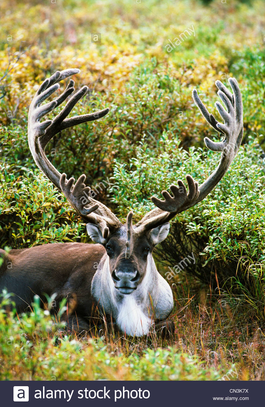 Caribou Antler Stock Photos & Caribou Antler Stock Images - Alamy
