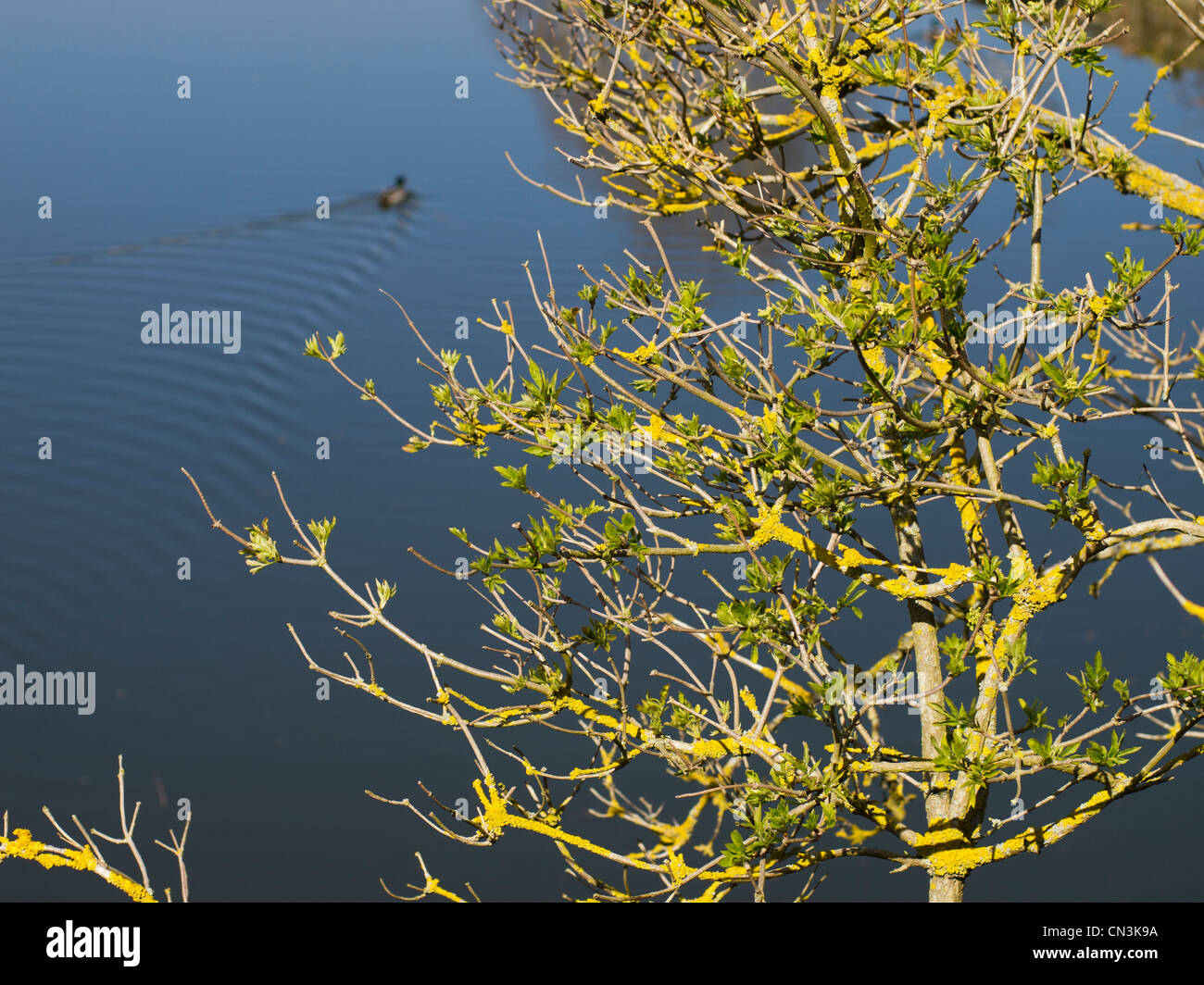 New growth leaves growing on an old tree Stock Photo - Alamy