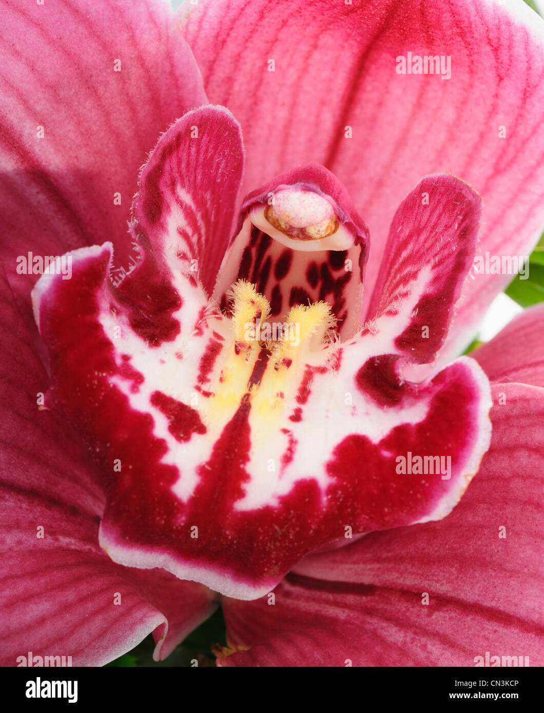 Highly detailed flower photo hi-res stock photography and images - Alamy