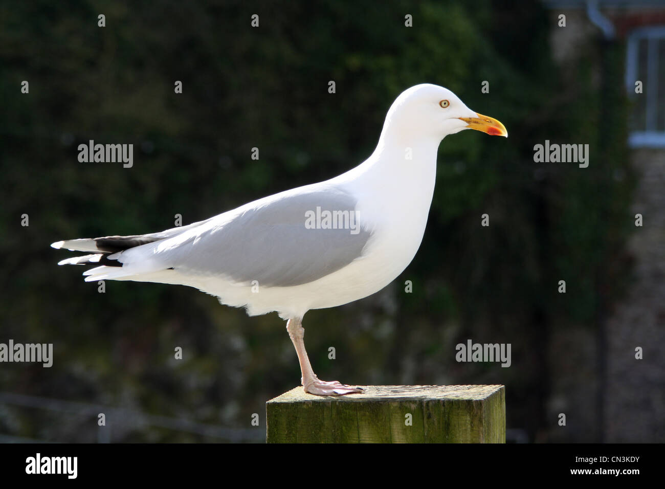 Seagull post hi-res stock photography and images - Alamy