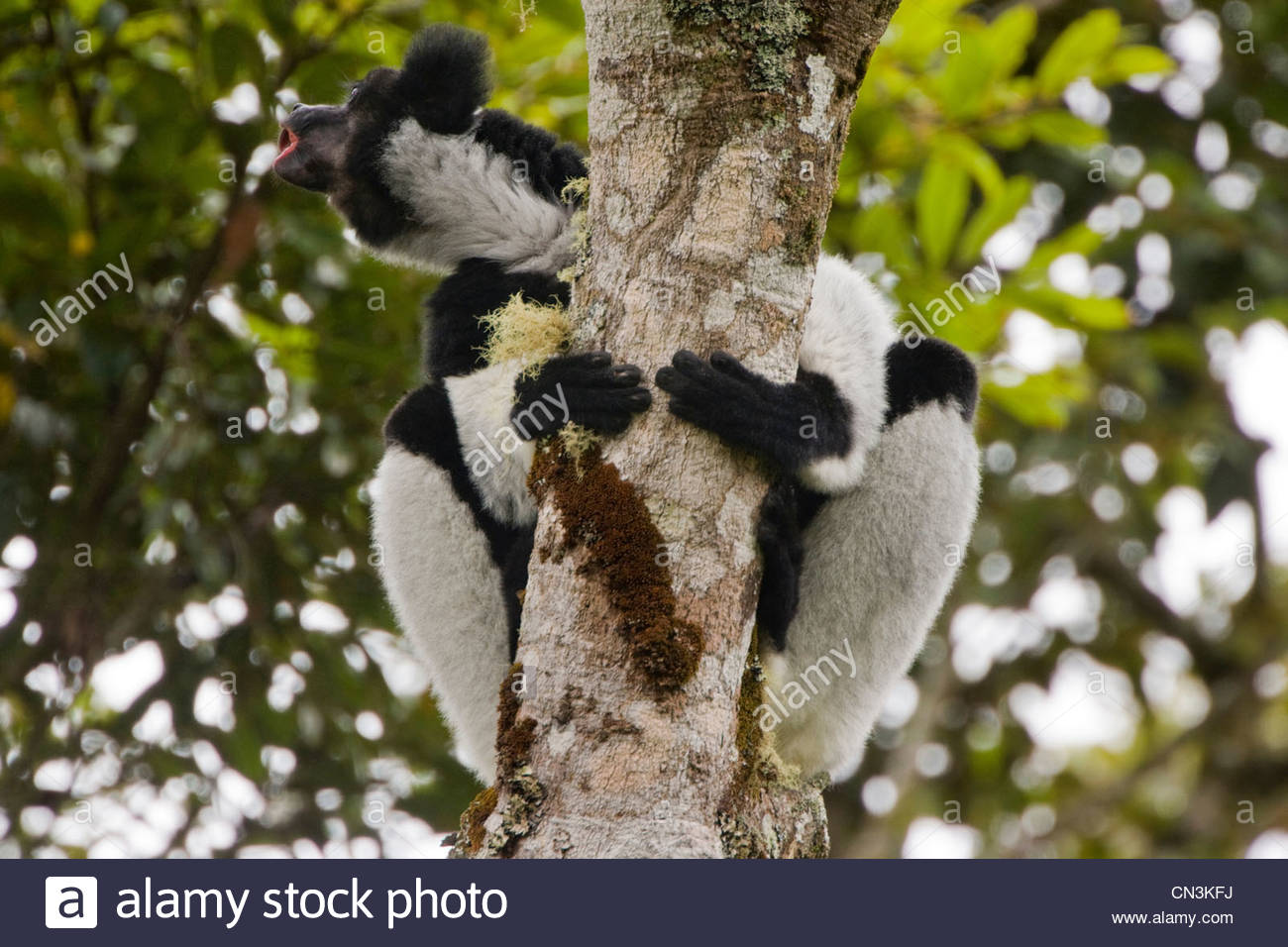 Indri Madagascar Stock Photos & Indri Madagascar Stock Images - Alamy