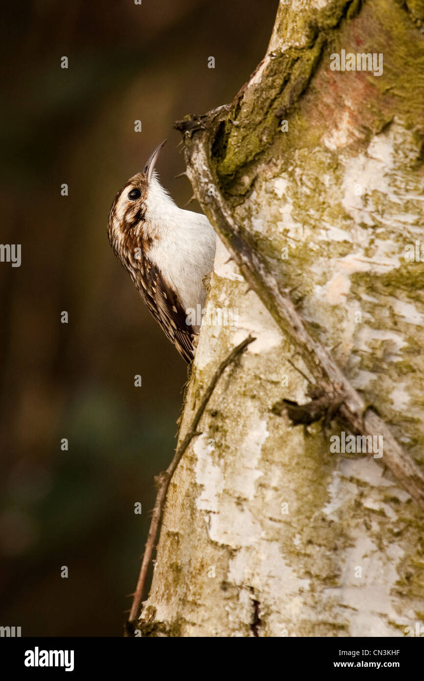 Eurasian treecreeper bird uk hi-res stock photography and images - Alamy