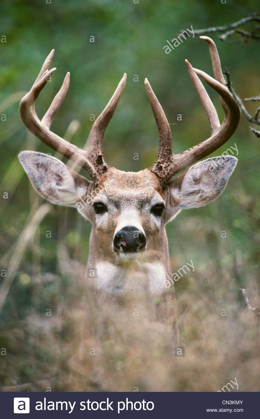 White Tailed Deer Stock Photos & White Tailed Deer Stock Images - Alamy
