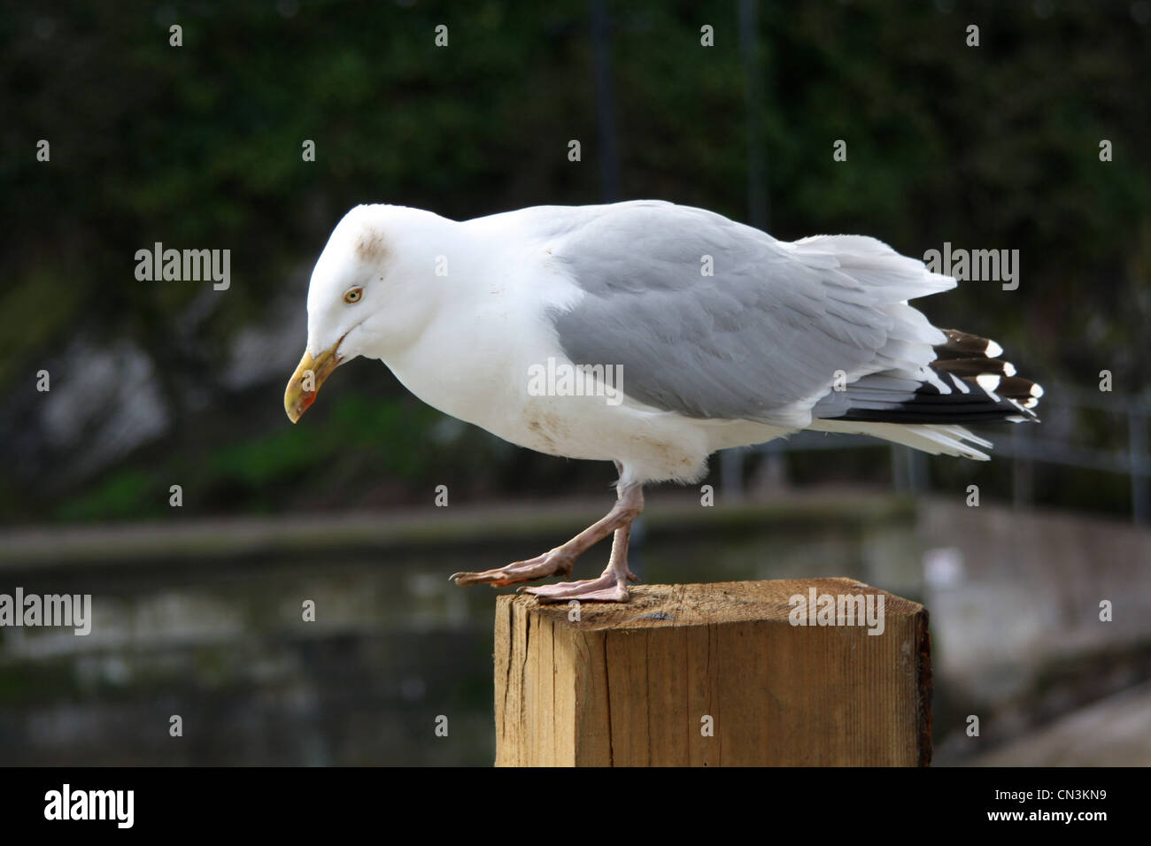 Gull standing on post in hi-res stock photography and images - Alamy