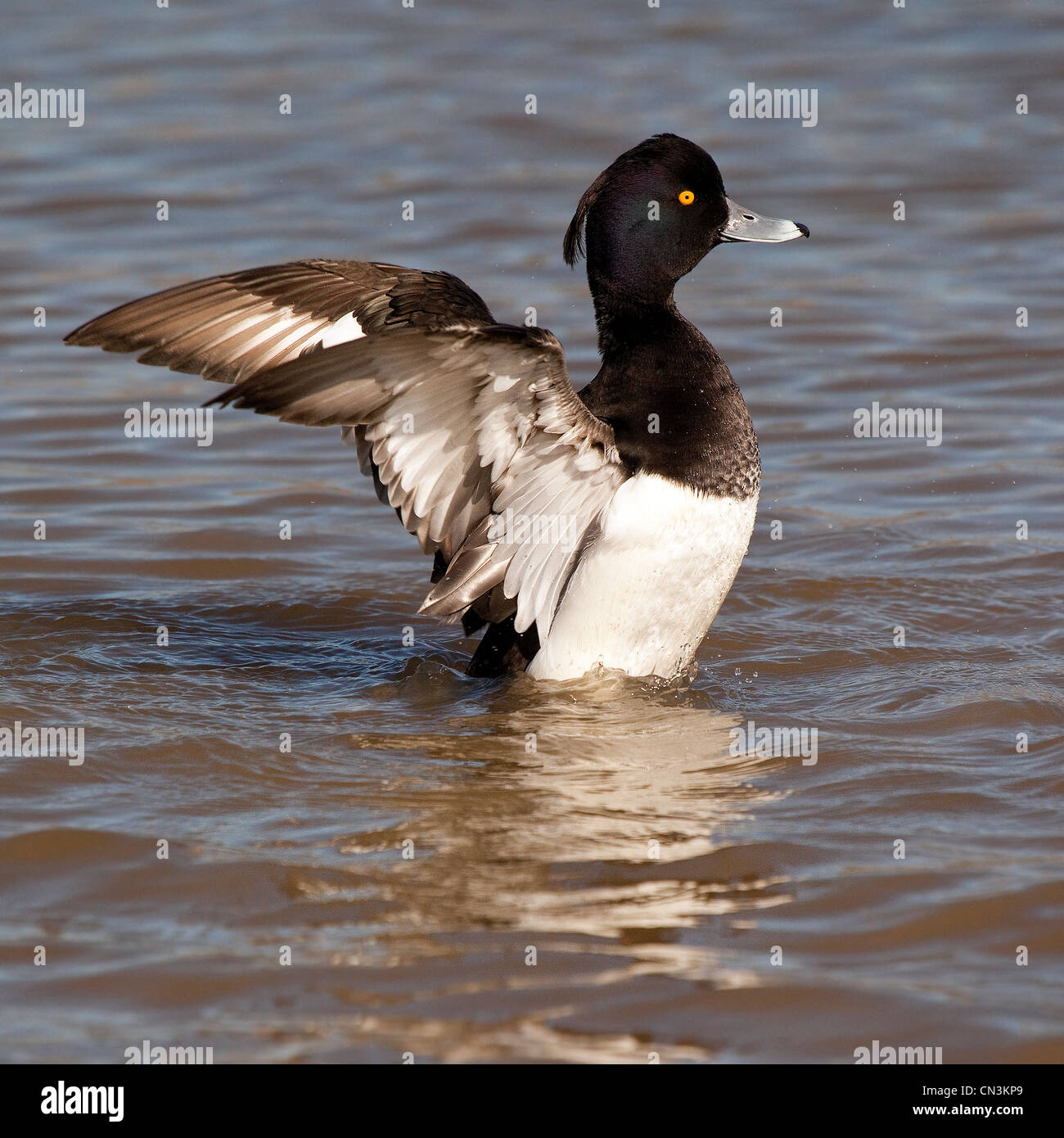 Tufted duck fuligula flapping wings hi-res stock photography and images ...