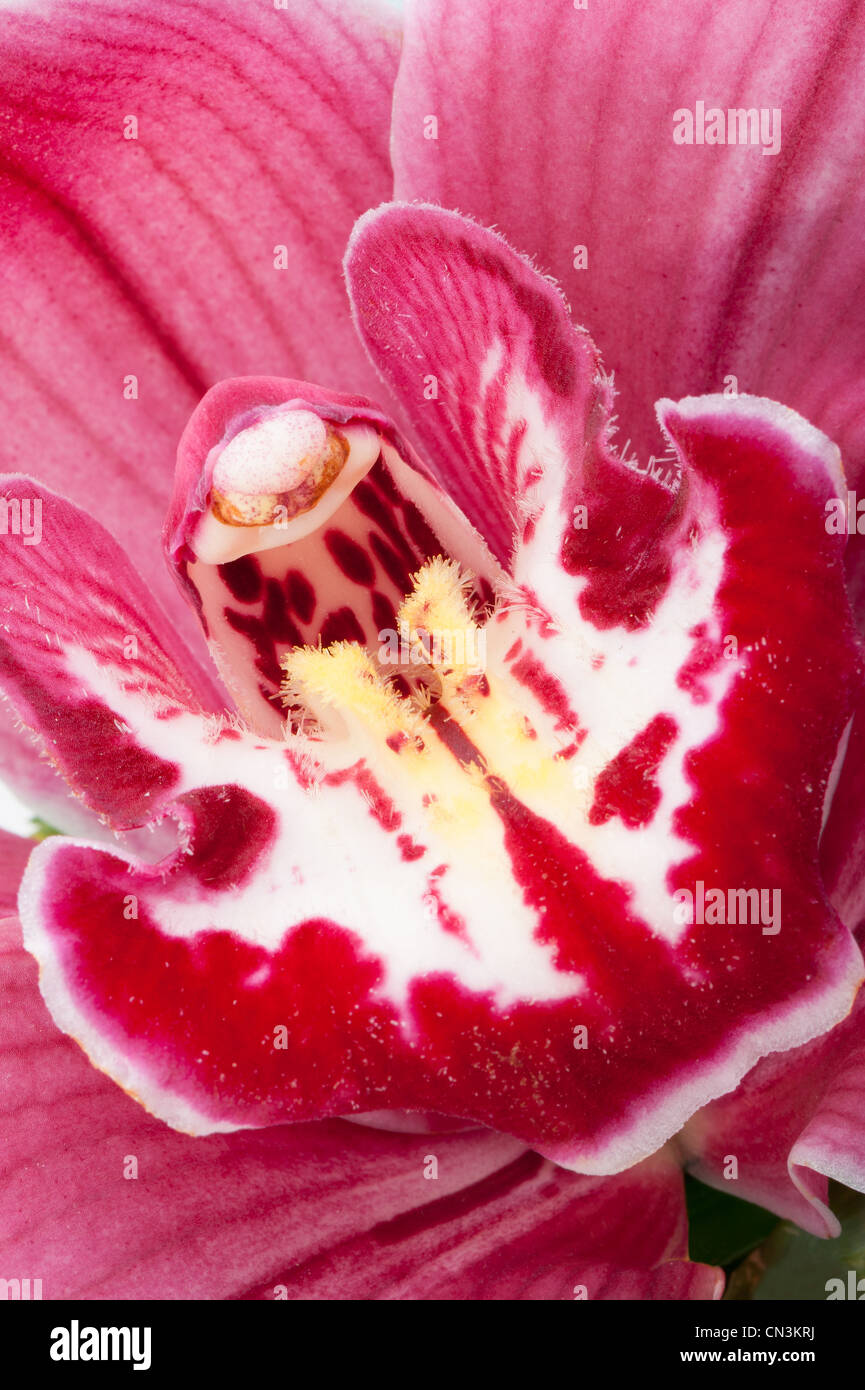 Highly detailed flower photo hi-res stock photography and images - Alamy