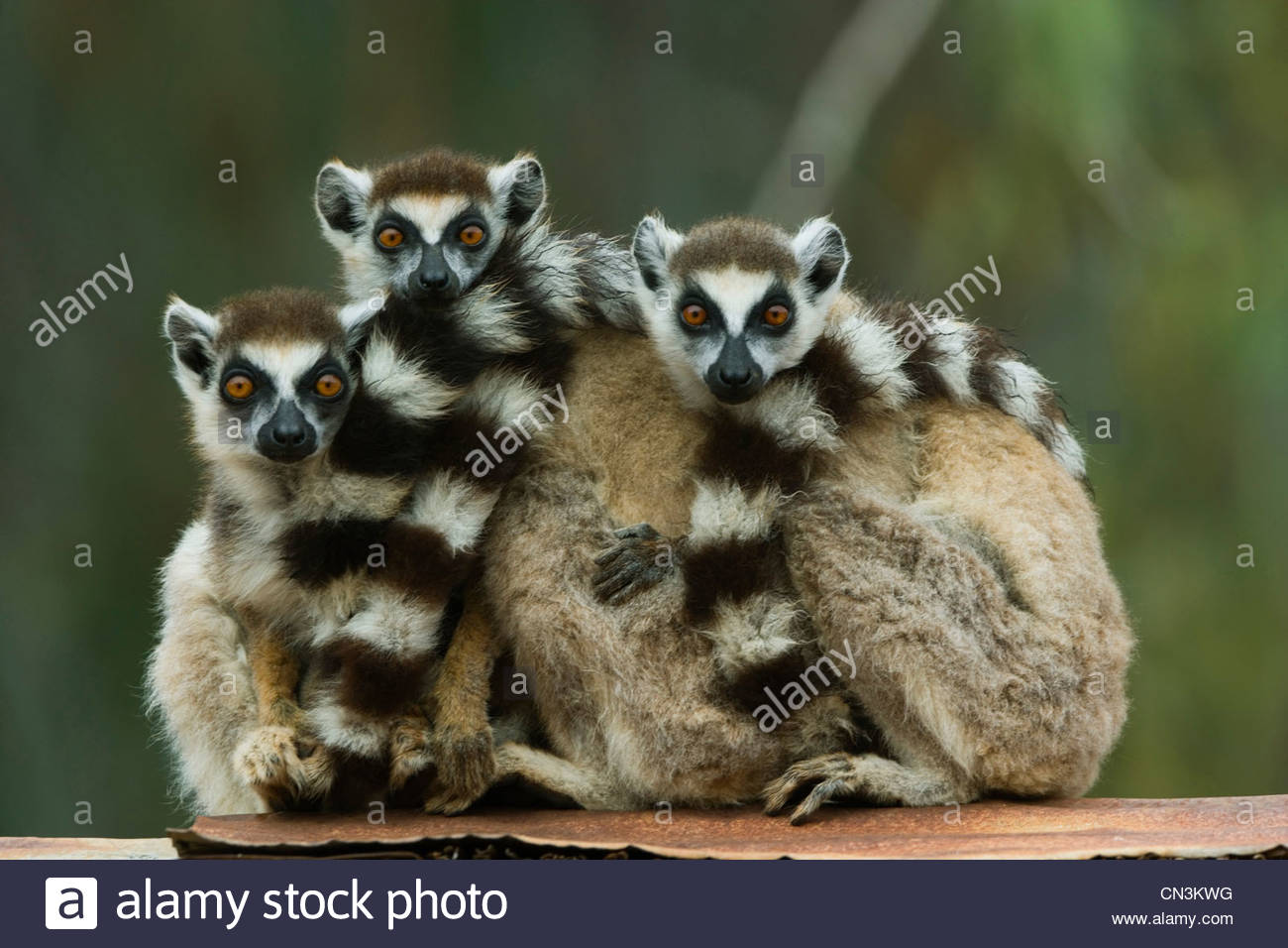 Ring Tailed Lemur Madagascar Stock Photos & Ring Tailed Lemur ...