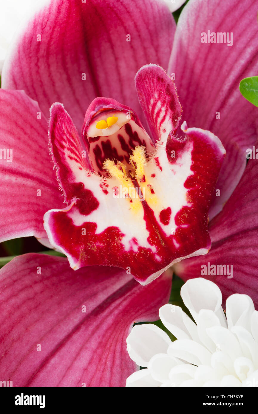 Highly detailed flower photo hi-res stock photography and images - Alamy