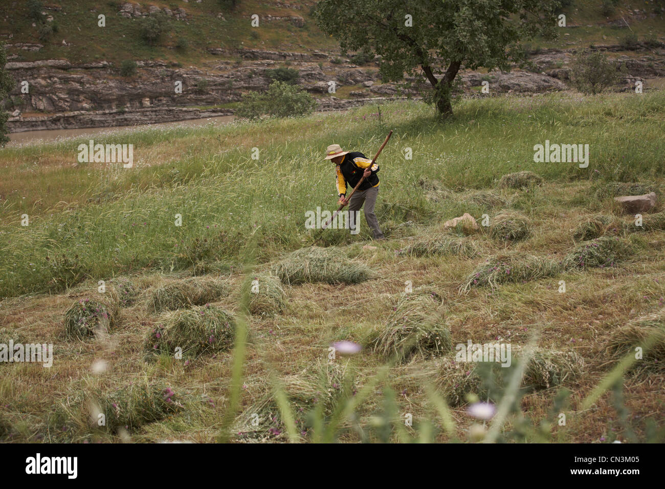 Collection of grass in Iraqi Kurdistan Stock Photo - Alamy