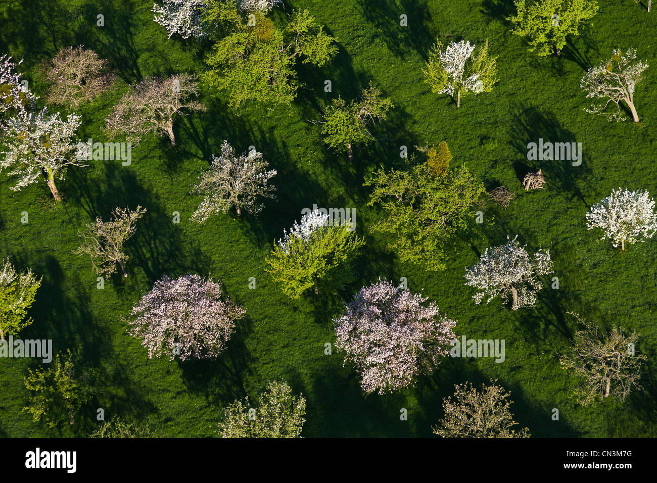 Aerial view apple orchard in hi-res stock photography and images - Alamy