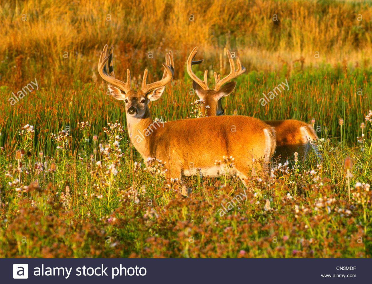 White Tailed Deer Stock Photos & White Tailed Deer Stock Images - Alamy