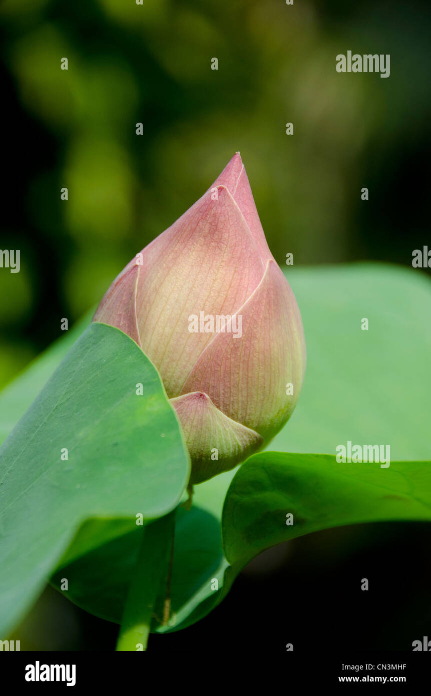 Bangkok botanical garden hi-res stock photography and images - Alamy