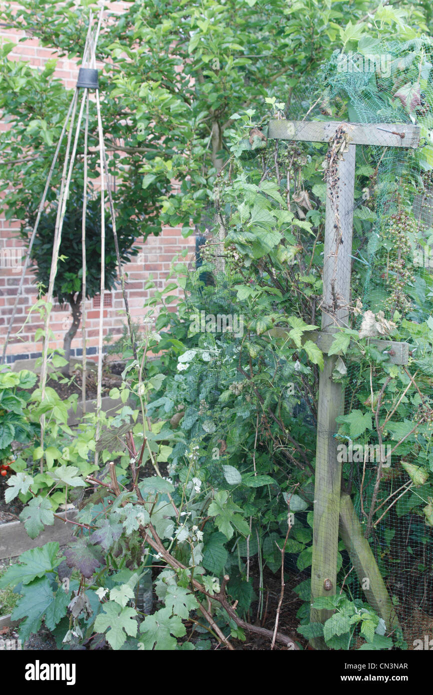 raised bed suburban garden Runner beans (Phaseolus coccineus ...